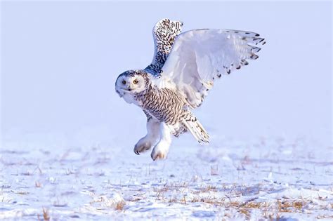 Snowy Owl Size Habitat Flight Facts And Pictures