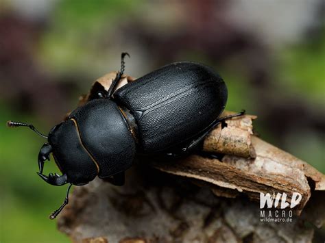 Improve Flash Diffusion For Macro Photography With The Built In Wide Panel Wildmacro Extreme