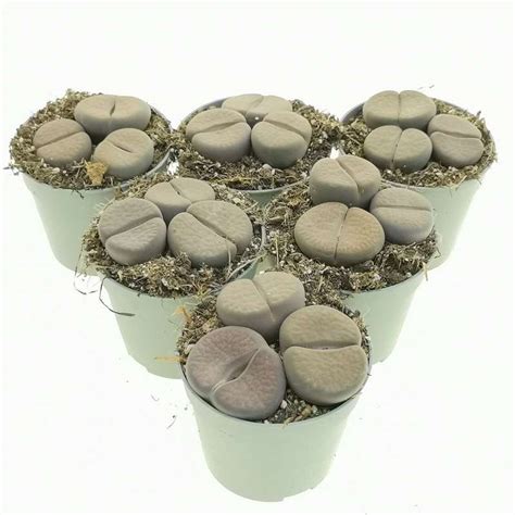 Lithops Hookeri 6 5 Cm Aizoaceae Giromagi Vendita Piante Grasse