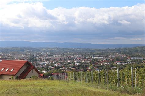 배경에 마을과 녹색 포도원입니다 온대 지역에서 와인 을 만들기 세대 및 농장 토지 과일 주스에서 알코올 생산 전통적인 농업 농업의 지역적 특징 얌힐 카운티에 대한 스톡 사진
