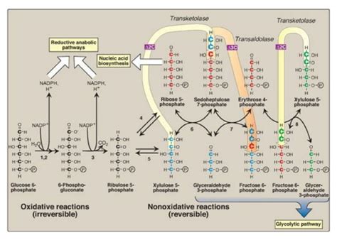 Irreversible Oxidative Reactions Biochemistry