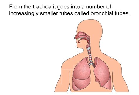 Interstitial Lung Diseases