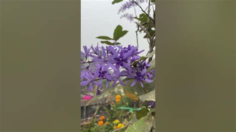 Nilmoni Lota And Rainy Sky Youtube