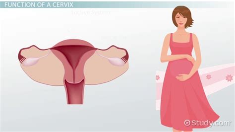 Cervix Definition Anatomy Function Video Lesson Transcript Study Com