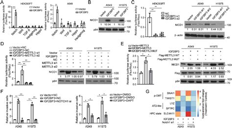 Igf2bp3 Fosters Cancer Cell Plasticity To Metastasize By Overactivating Download Scientific
