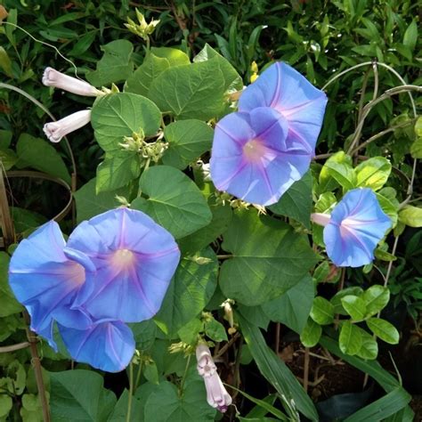 Jual Tanaman Hias Rambat Bunga Alamanda Shopee Indonesia