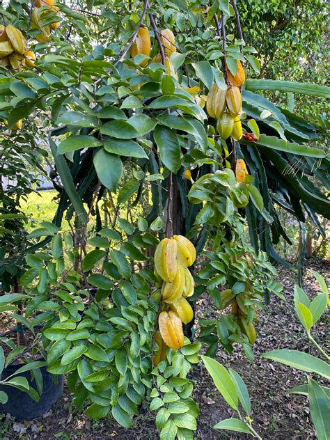 Carambola Arkin Star Fruit Tree Eureka Farms