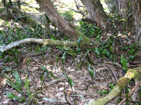 Microsorum Pustulatum Ssp Pustulatum Yarra Ranges Local Plant Directory