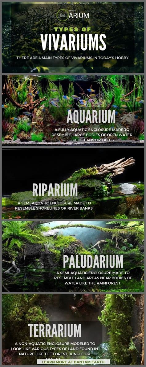 Vivariums 101 A Complete Guide To A Self Sustaining Ecosystem