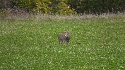 Planting Clover For Deer Food Plots Boost Wildlife Habitat The Deer