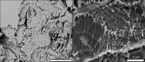 Sem Images Showing General Corrosion Of Ferrite And Austenite In Region Download Scientific