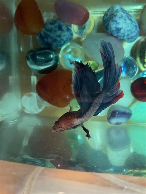 What Happens When A Betta Fish Swims Sideways Sale