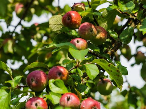 Знадобиться тенісна ракетка Ефективний спосіб захистити сад від шкідників без шкоди для бджіл і