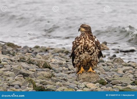 Immature Speckled American Bald Eagle On Rocky Beach In Coastal Homer Spit Alaska Usa Stock