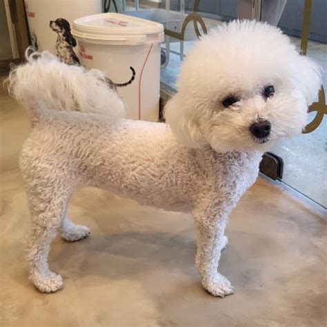 비숑프리제 소금이 페르시안친칠라 구미강아지분양 애견분양샵 서울강아지분양 유기견센터 애완용강아지종류 대구유기견 반려견무료분양 강아지무료분양 유기견무료분양 유기묘입양