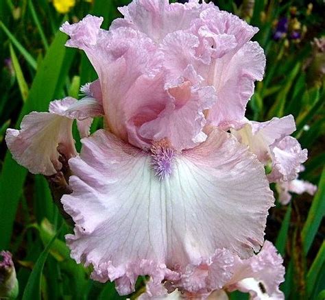 Fine Romance Iris Seedling Ta40c