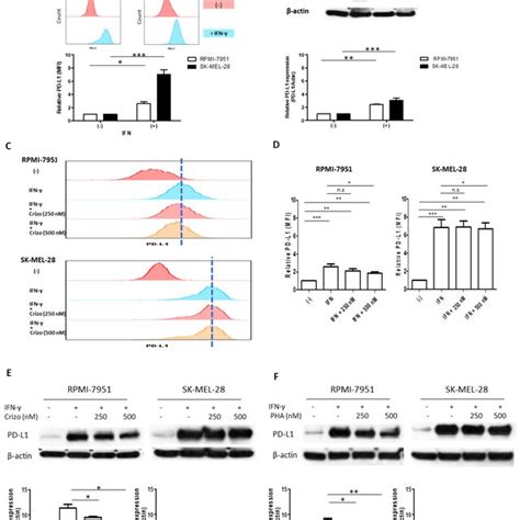 Interferon γ Treatment Upregulates Pd L1 Expression In Melanoma Cells Download Scientific