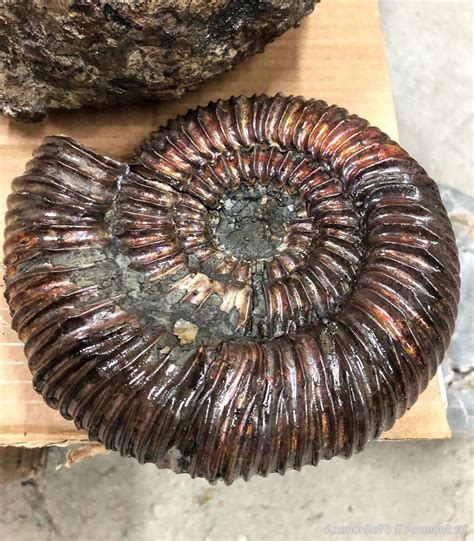 Аммонит Speetoniceras Versicolor с красным перламутром - Аммониты ...