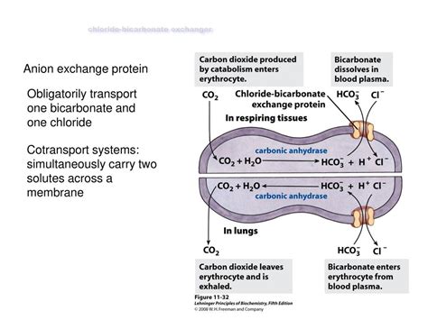Biological Membrane And Transport Ppt Download