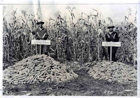 oklahoma farmers comparing yields of fertilized vs unfertilized corn