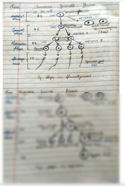 Schematic Representation Of Spermatogenesis And Oogenesis 1