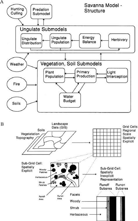 A Primary Components Of The Savanna Model And B Spatial Structure