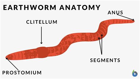 Metamerism Definition And Examples Biology Online Dictionary