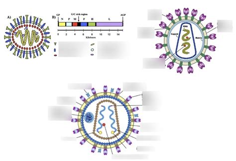 Week 3 Hiv Diagram Quizlet