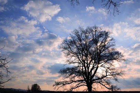 Tree Skyline Stock Photos Images And Backgrounds For Free Download