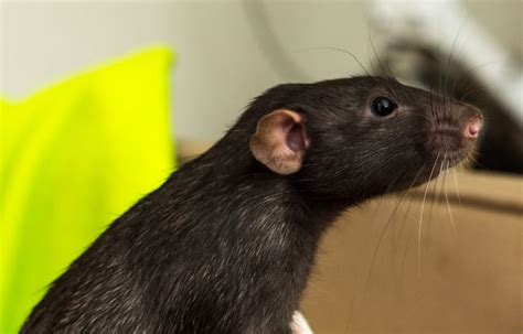 Blue Fancy Rat