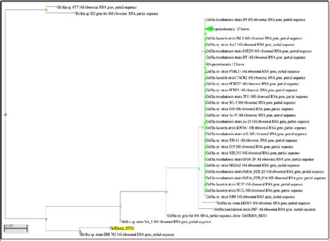 Fast Minimum Evolution Phylogenetic Tree Based On 16s Rrna Gene