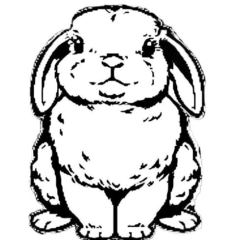 Magical Mini Lops Sydney Sydney Nsw