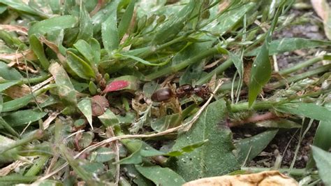 Sozialparasitäre Lasius Königinnen Crazy Ants