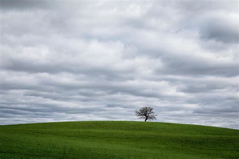 solitary tree photograph by scott bean fine art america