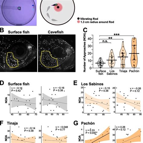 Laterality In Behavioral Output Among Surface Fish And Cavefish
