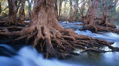 Melaleuca Trees Bing Wallpaper Download