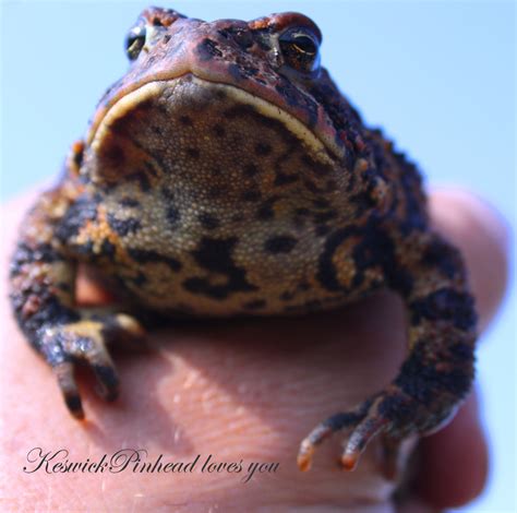 The Magic Toad Of Love By Keswickpinhead On Deviantart