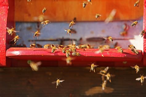 Appin Bees