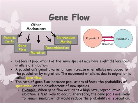 Gene Flow Examples What Is Genetic Drift Types Examples