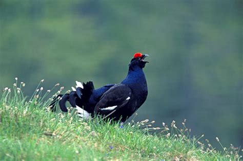 საქართველოს დაცული ტერიტორიები