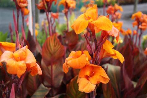 Корневище Канна Дурбан