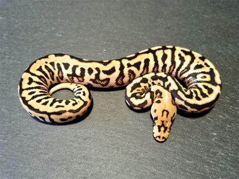Powerball Clown Super Spotnose Clown Ball Python By Lucadesimone Dreamingballpython