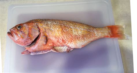 “the Big Fish” Aka Sabour Mashwi Jouer Avec Le Feu