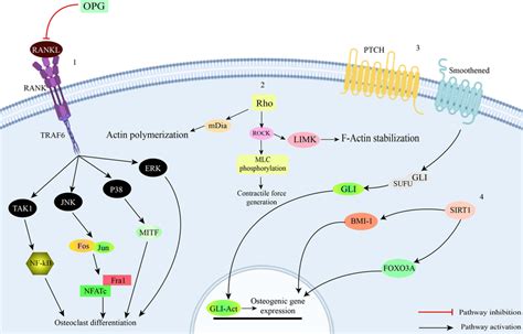 1 Osteoprotegerin Opg Inhibits Binding Of Rankl To Rank Rankl Rank Download Scientific