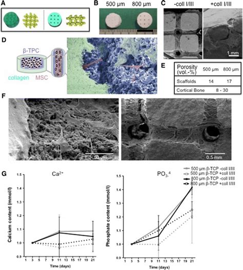 Characterization Of β Tcp Scaffolds A Negative Mold Used For Wax Download Scientific Diagram