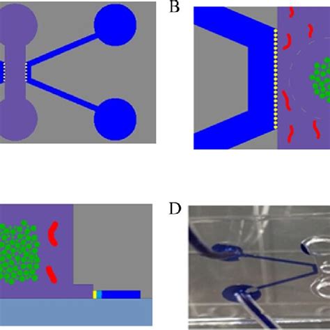 Creation Of Two Layer Microfluidic Device A Representation Of