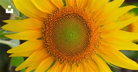 녹색 중심이있는 큰 노란색 해바라기 사진 Unsplash의 무료 식물 이미지