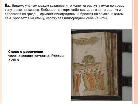 Бестиарий. Представление о животных в эпоху Средневековья - презентация ...
