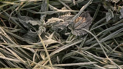 Winter Grass Free Photo On Pixabay Pixabay