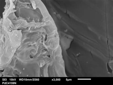Scanning Electron Micrographs Sem Of Electrodes With A 56 Mi